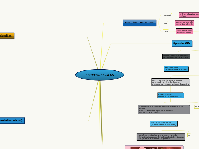 ÁCIDOS NUCLEICOS - Mind Map